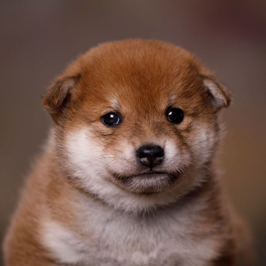 Мега крутые щенки сиба ину