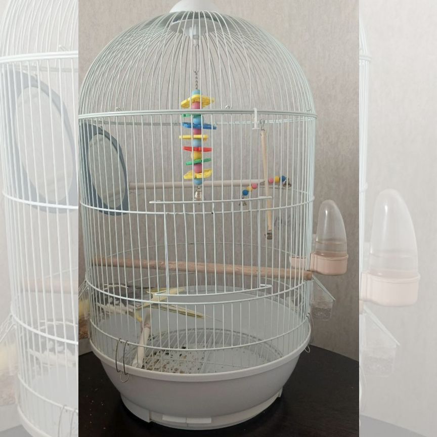 Попугай корелла с клеткой