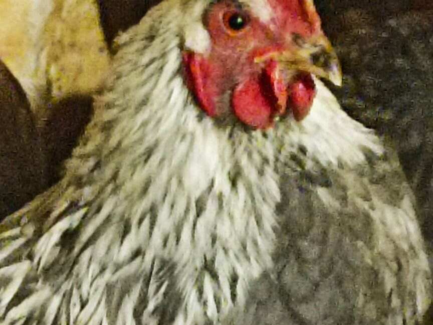 Петушки молодые