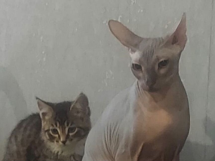 Донской сфинкс кошечка на вязку