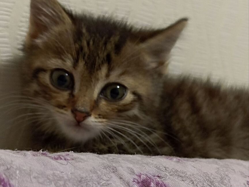 Котенок