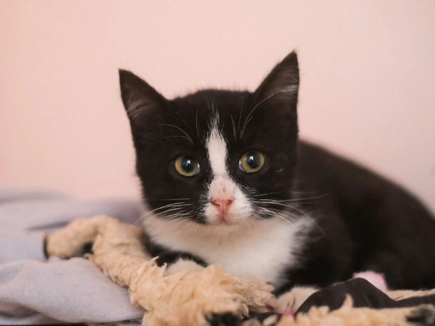 Спасëнная Маркиза живёт в приюте и ищет дом