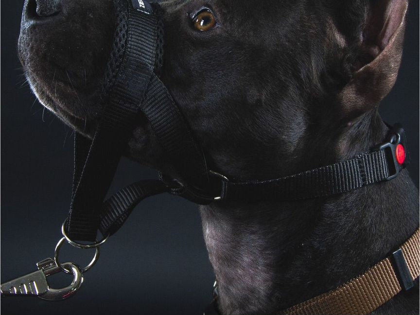 Недоуздок (Халти) корректор для собак chokerz