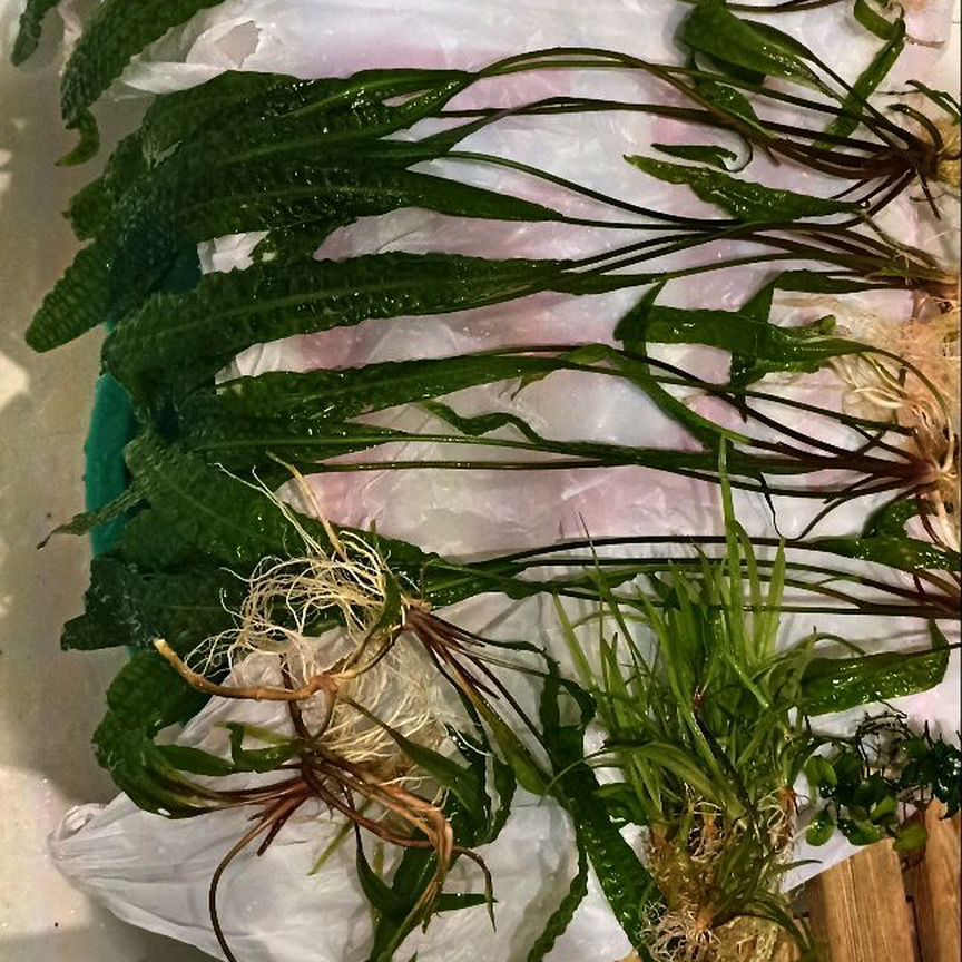 Аквариумное растение