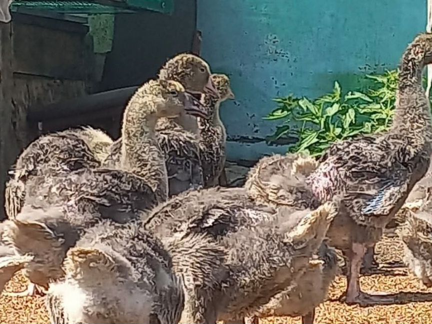 Гуси разные