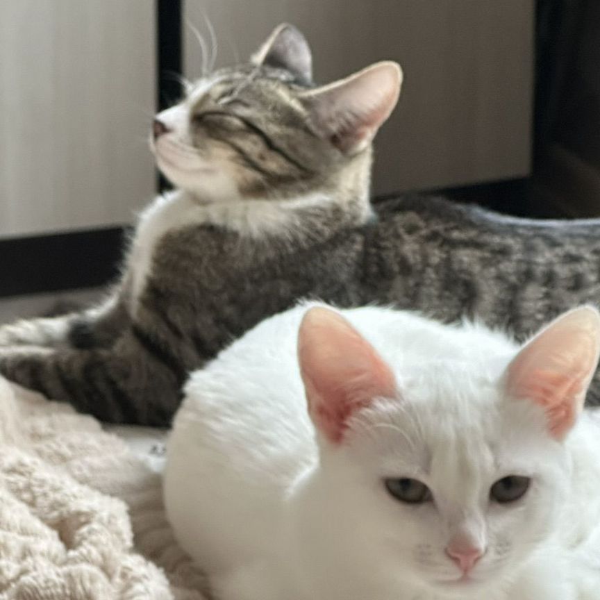 Турецкая ангора котёнок