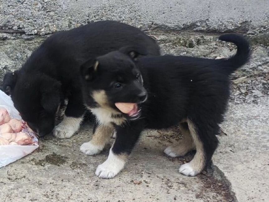 Щенок в добрые руки