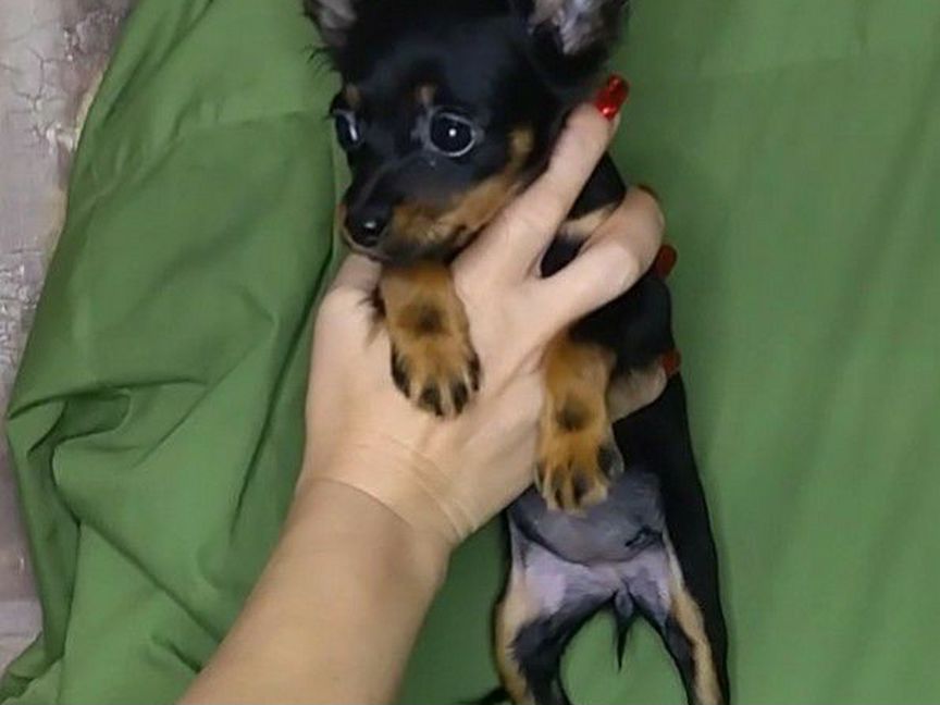 Щенки Русский Той Длинношеостный