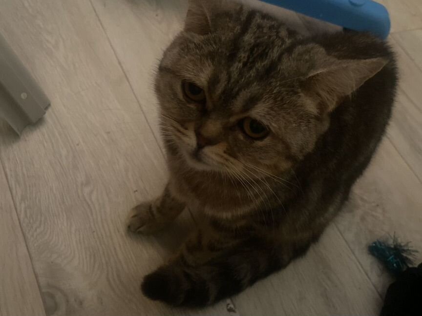 Шотландская кошка
