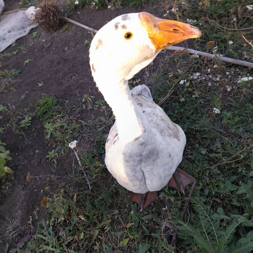 Гуси, породы Тулузкая, Львиная голова