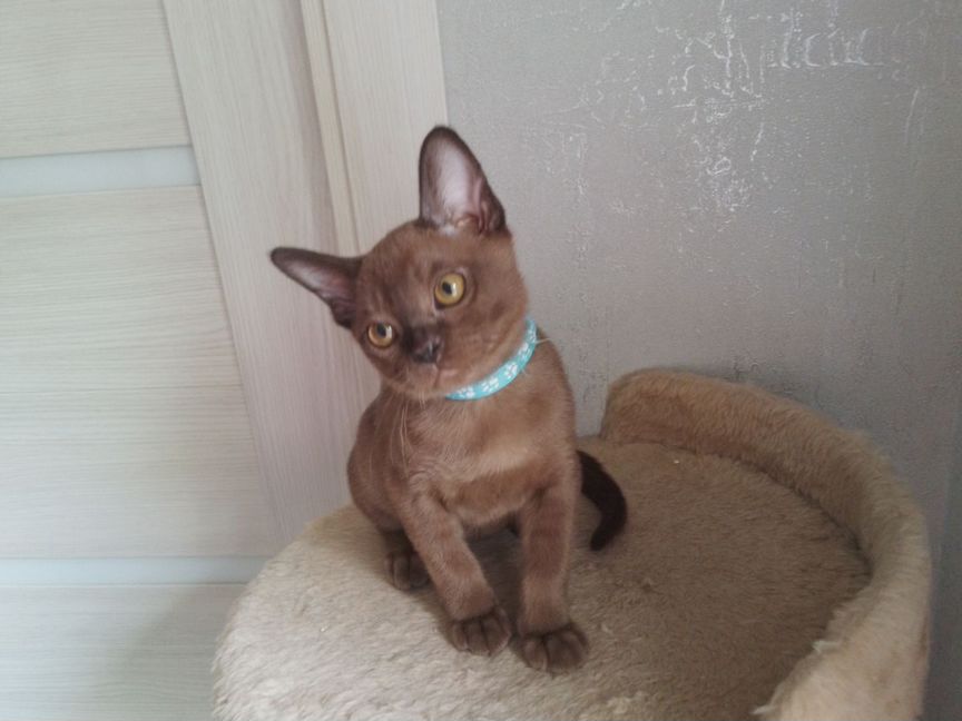 Бурманский мальчик с документами