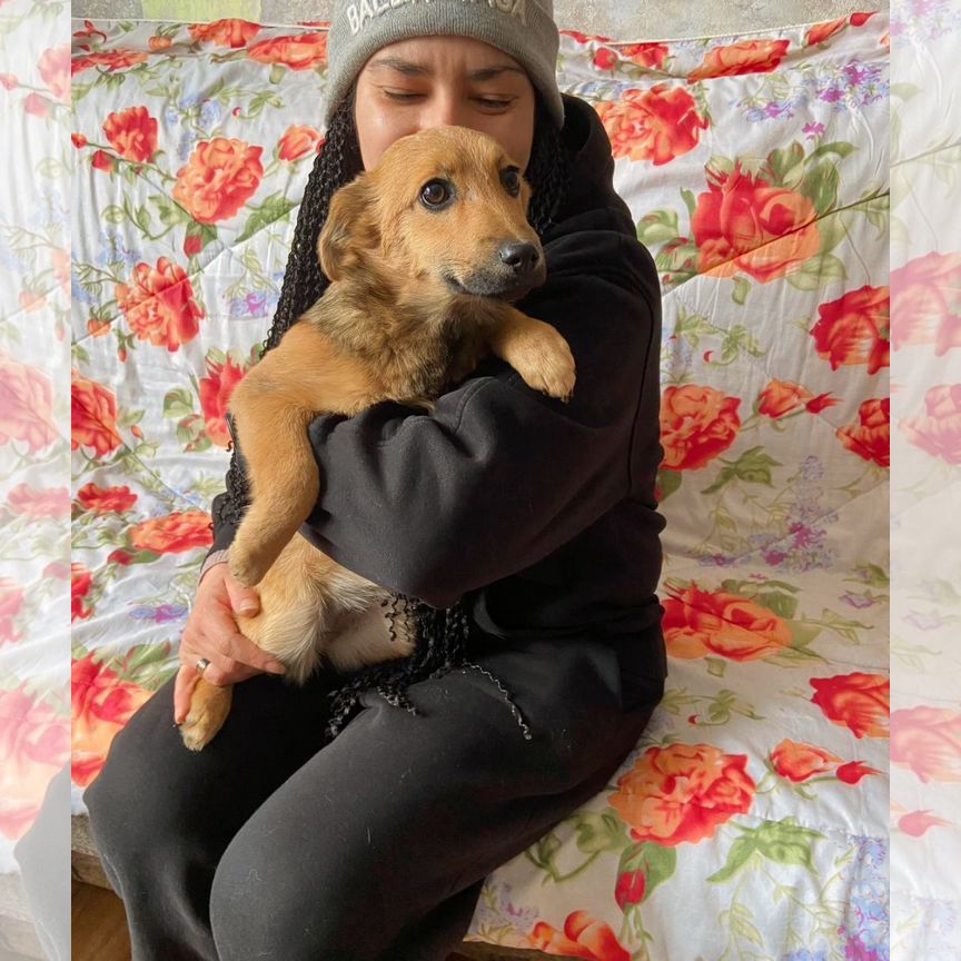 Щенок в добрые руки