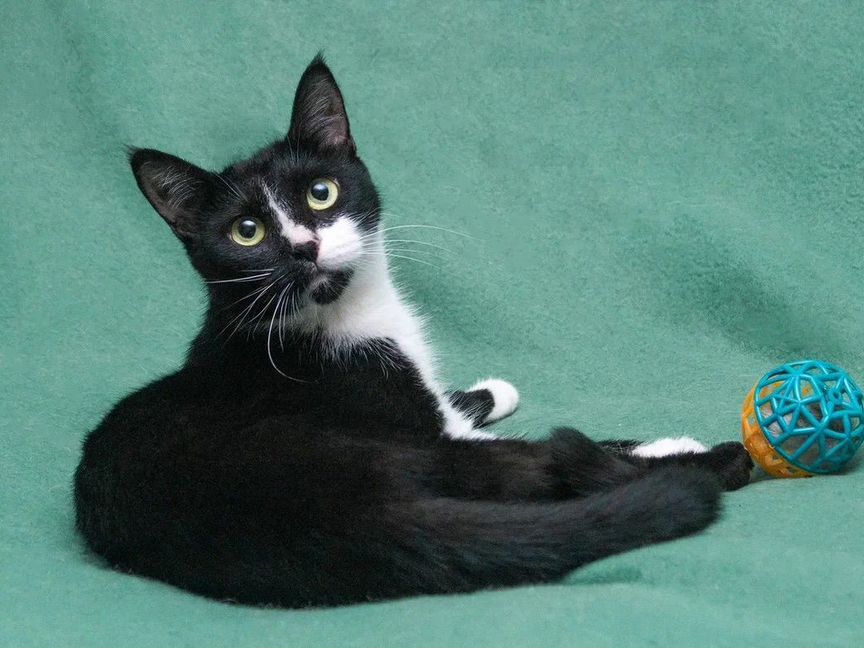 Стефания необычная красавица