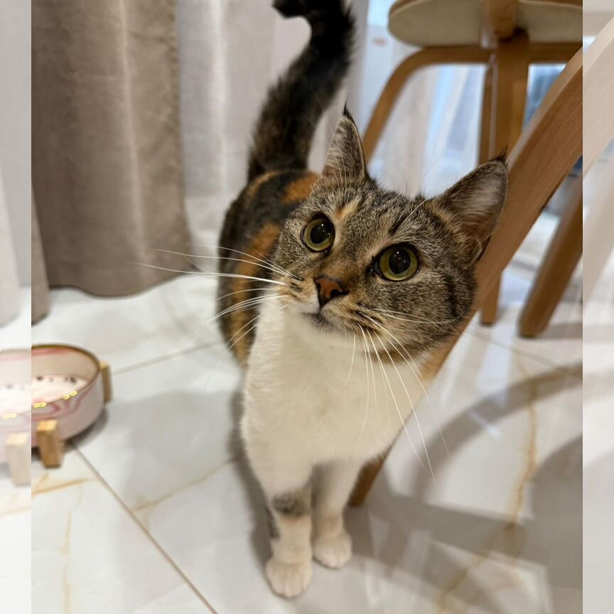 Взрослая кошка в добрые руки