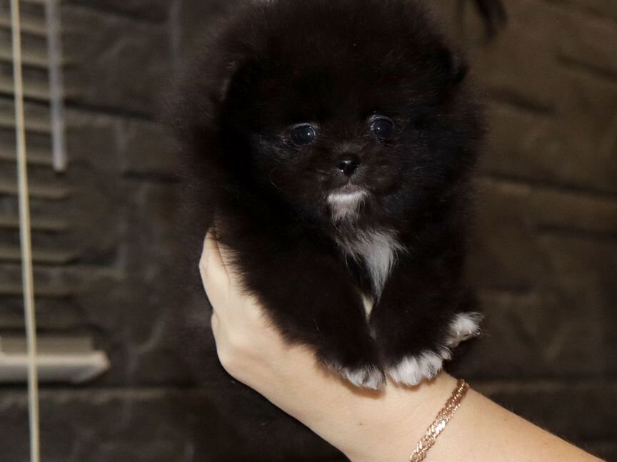 Элвис.Самый яркий Шпиц 1,5 мeс. с доставкой