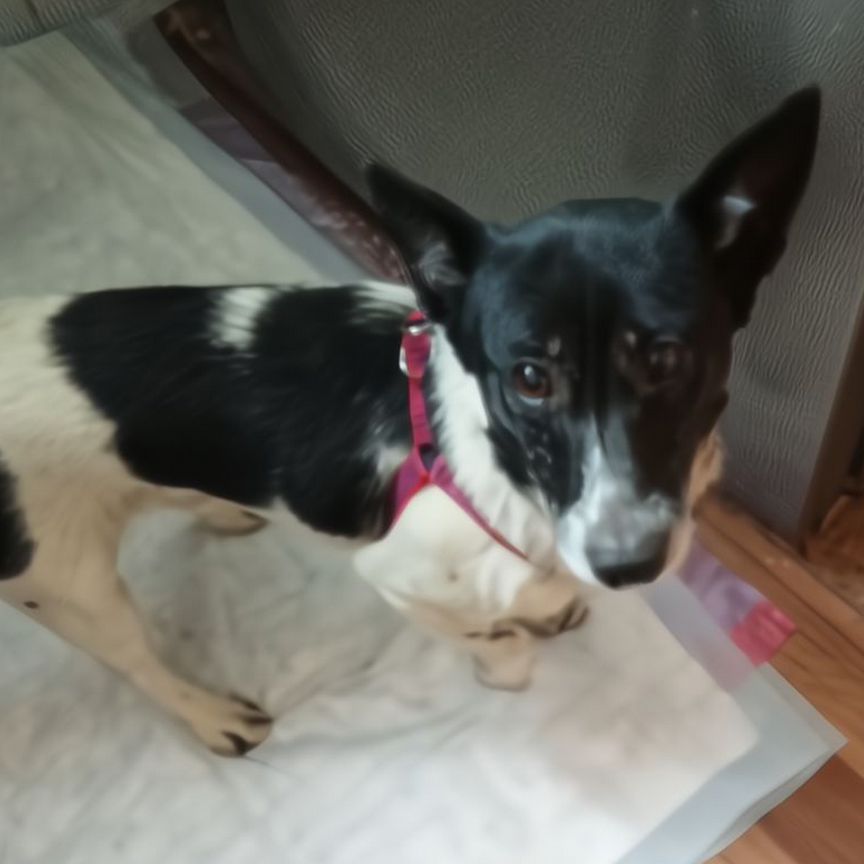 Взрослый пёс в добрые руки