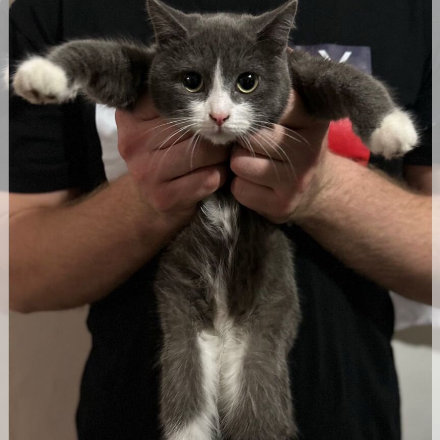 Британский короткошёрстный котёнок