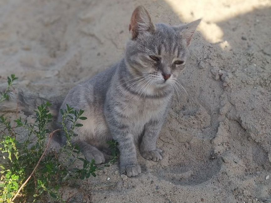 Кошки в добрые руки