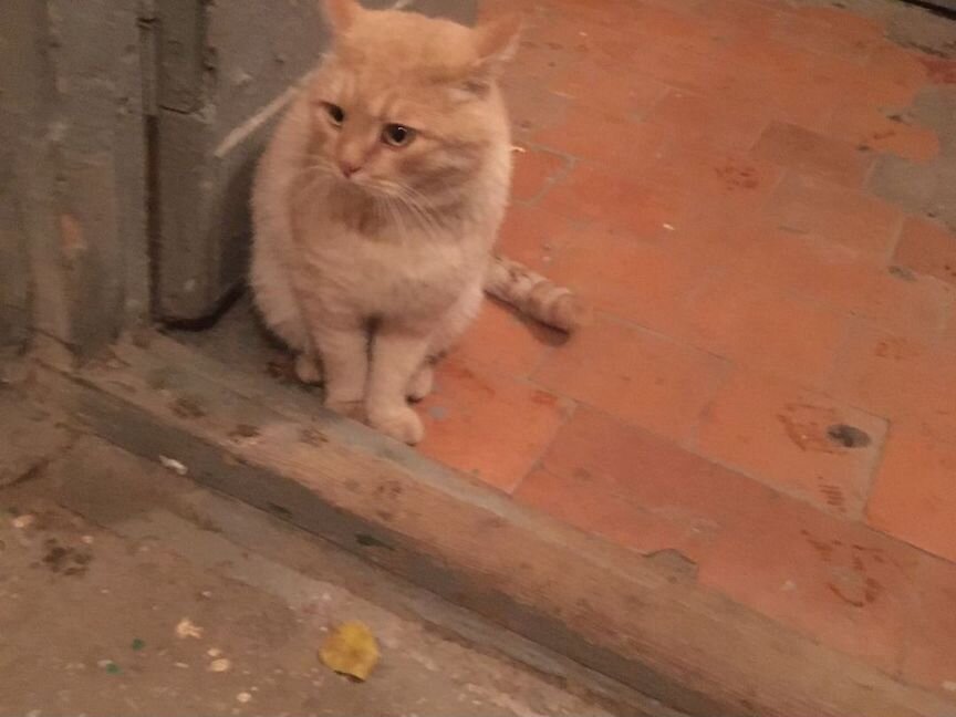 Персик ждёт свою семью