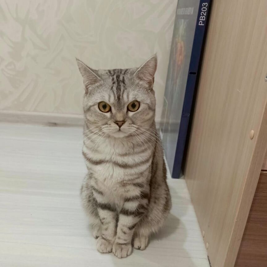 Шотландский прямоухий короткошёрстный кот, вязка