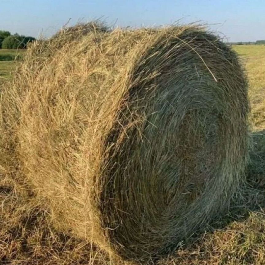 Продам сено луговое