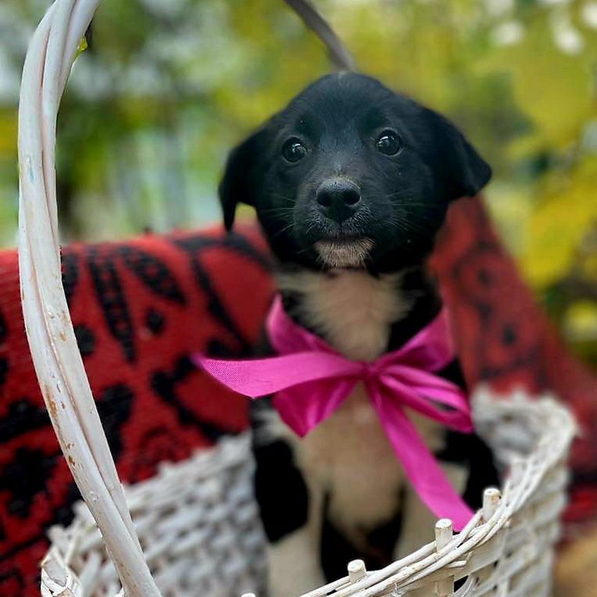 Крошка Молли ищет дом