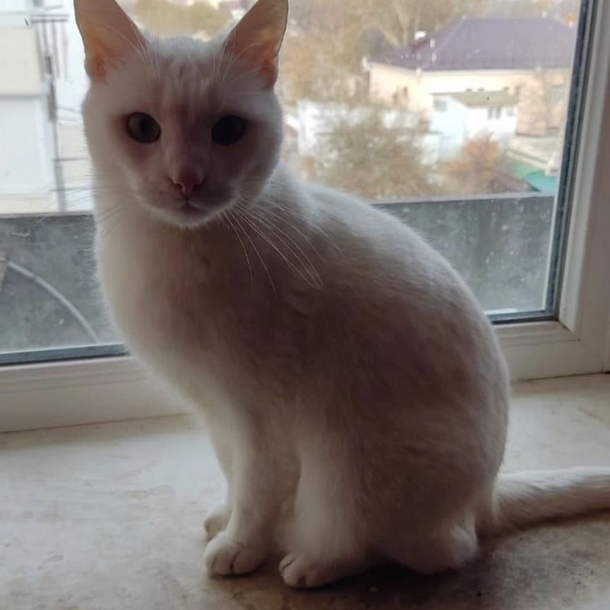 Красивый котик брошен хозяин на сво