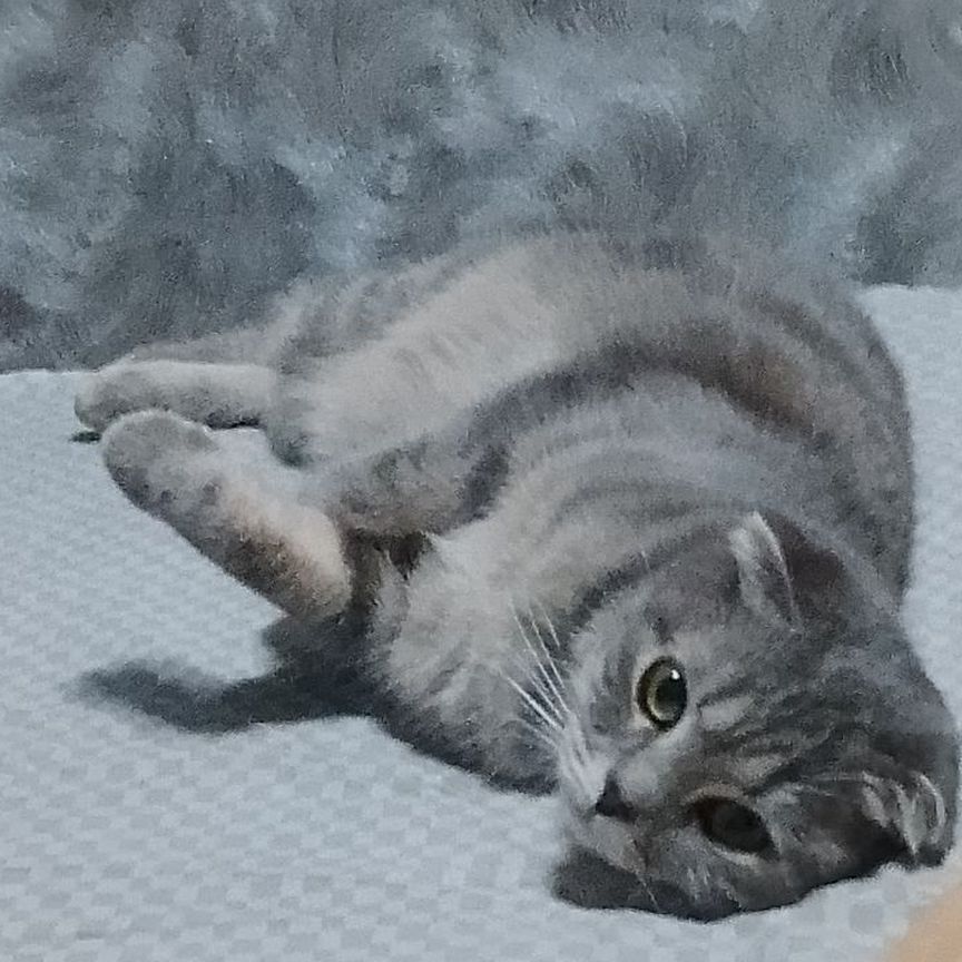 Шотландская вислоухая кошка бесплатно