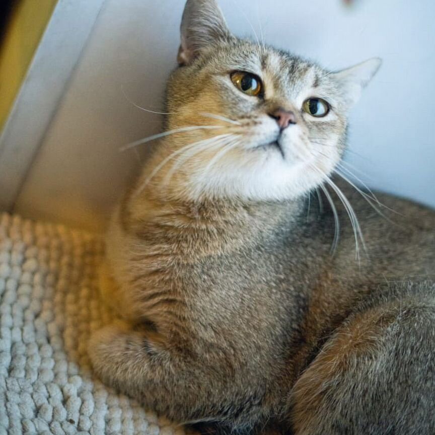 Британская кошка, окрас золотая шиншилла