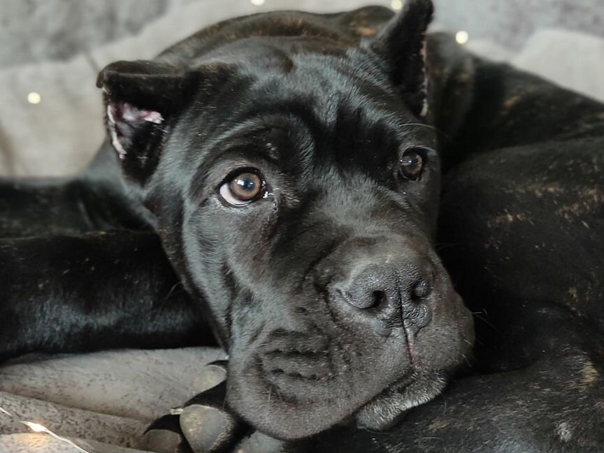 Щенки кане корсо