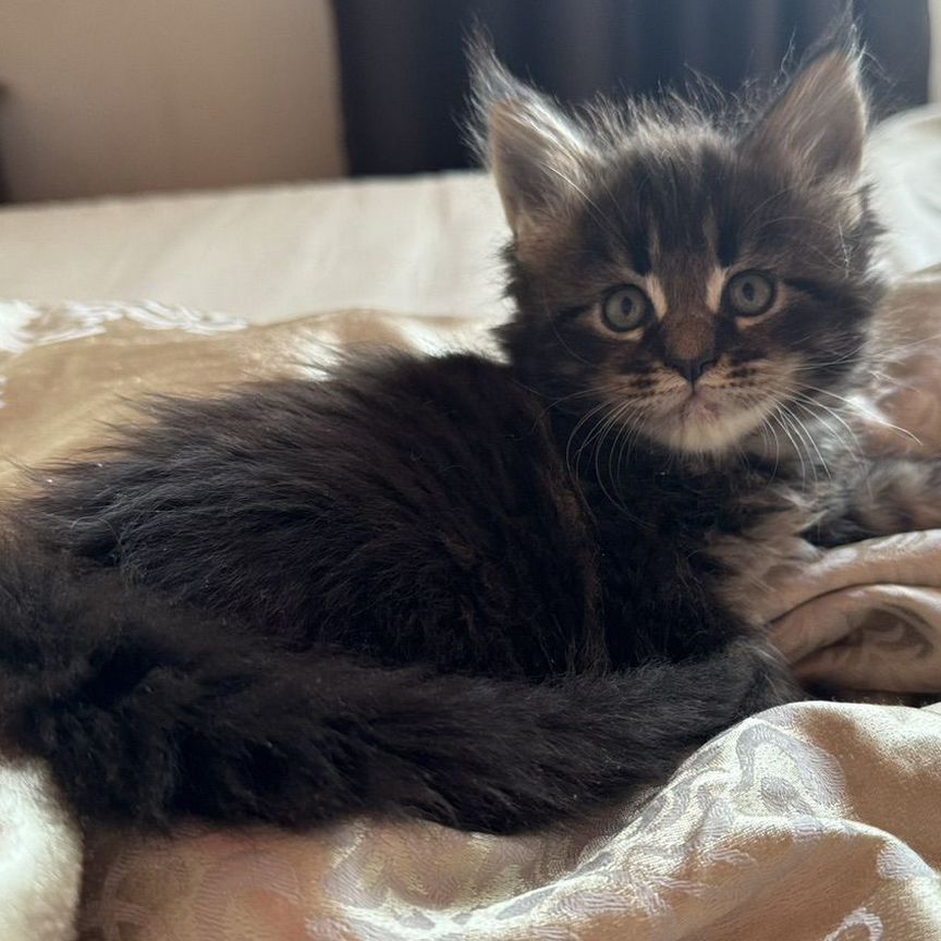 Котята мейн-кун