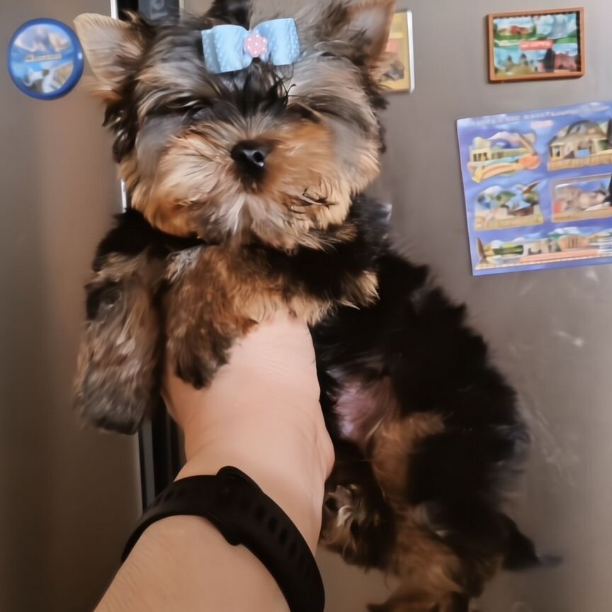 Йоркширский терьер, щенок