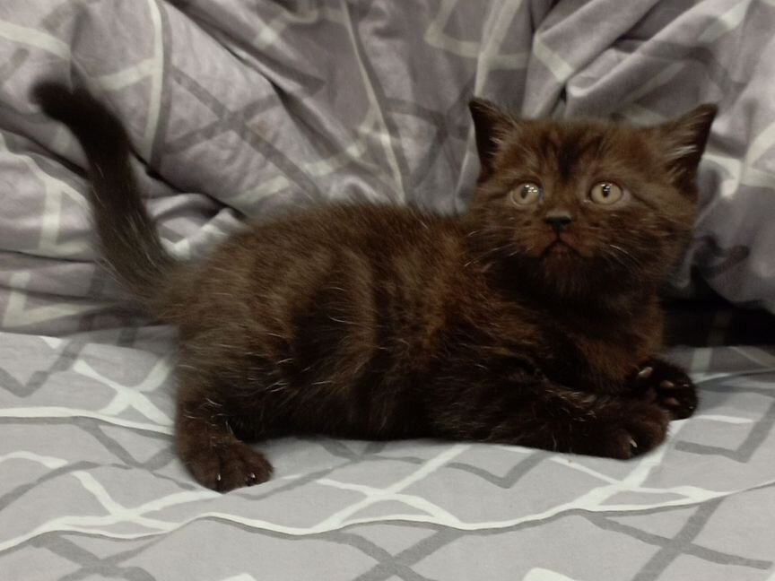 Шоколадная кошечка