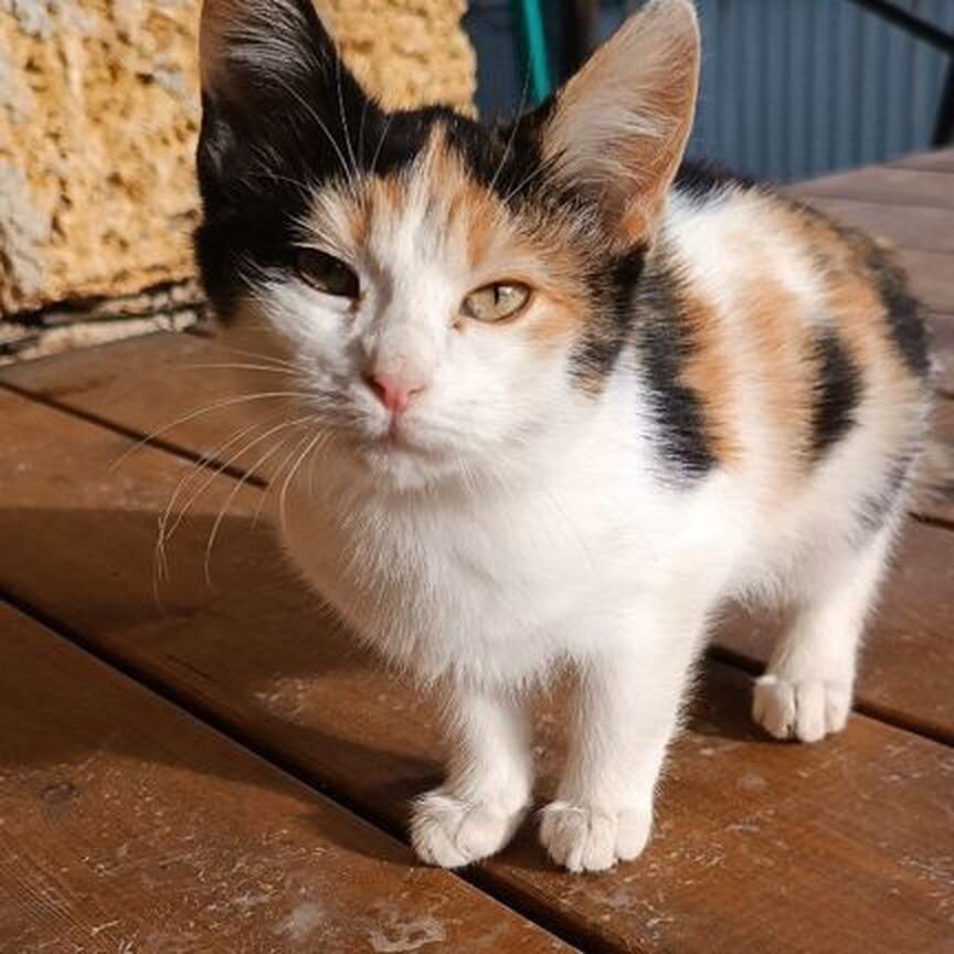 Котята (2 мальчика и 1 девочка 3х цветная) 4 мес