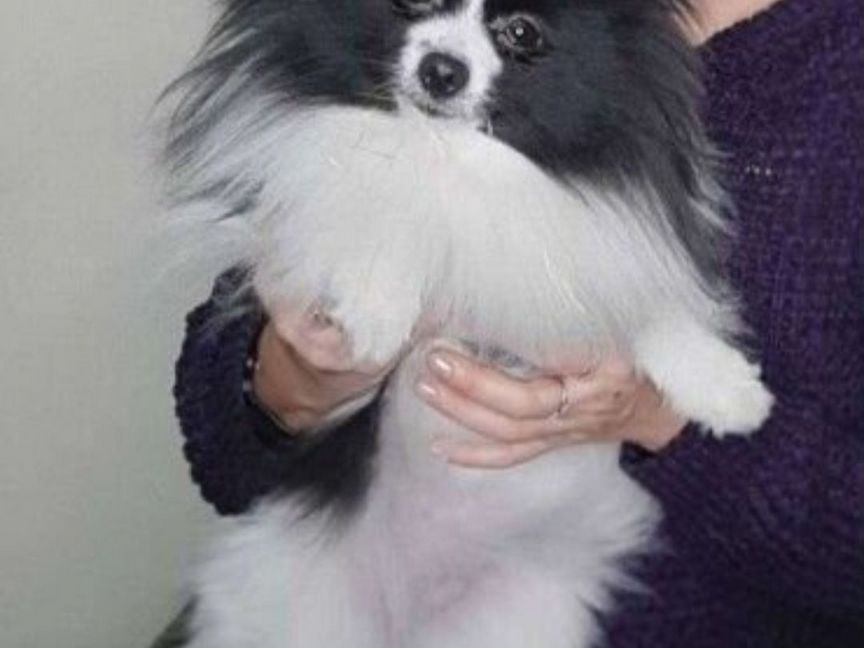 Шпиц девочка взрослая