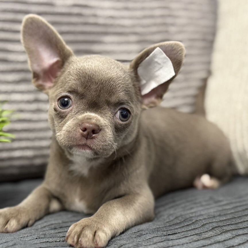 Чихуахуа, щенок