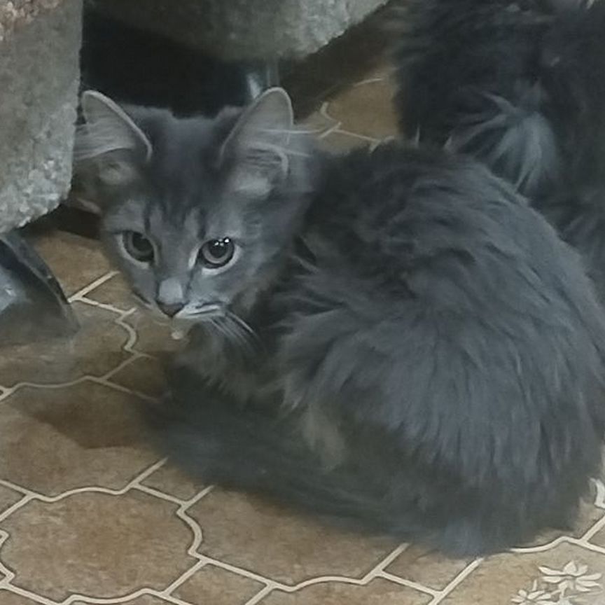 Котятки подростки