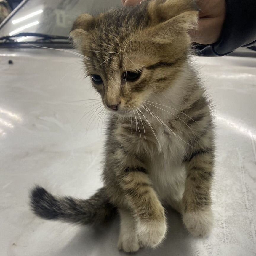 Шотландская вислоухая