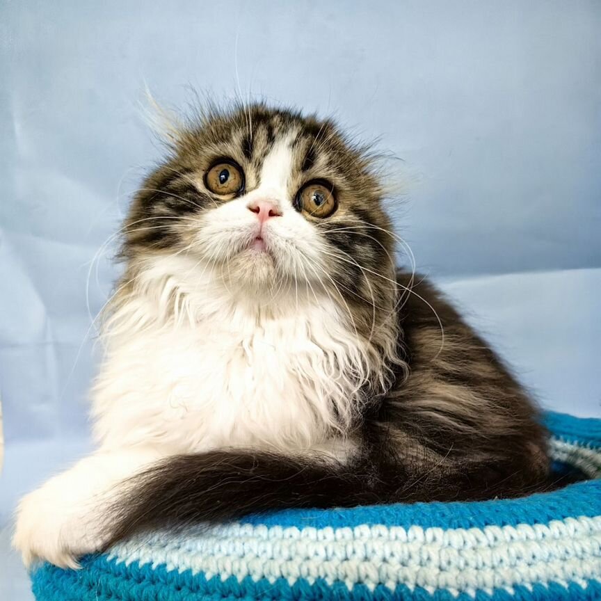 Шикарный хайленд фолд