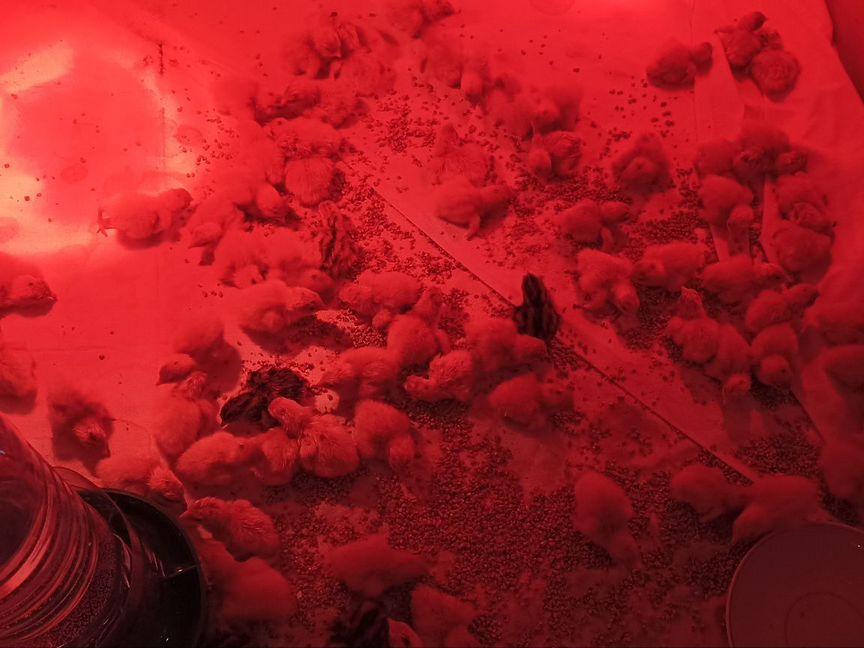 Перепела суточные техасский белый