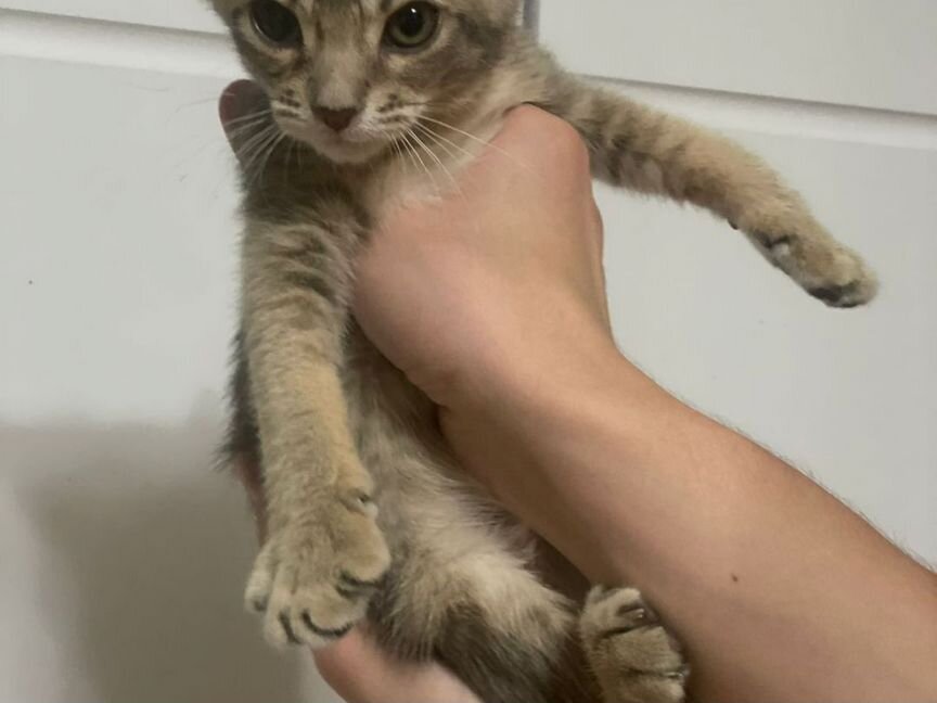 Кошка