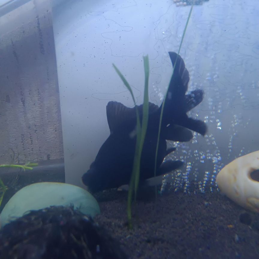 Рыба телескоп