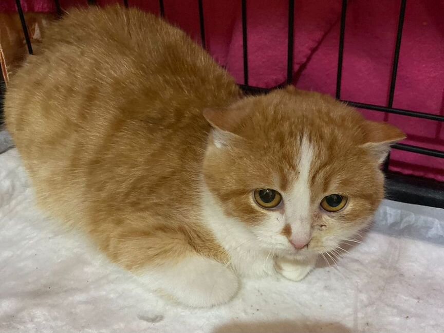 Ищет дом рыжий котенок Вова, 4 месяца