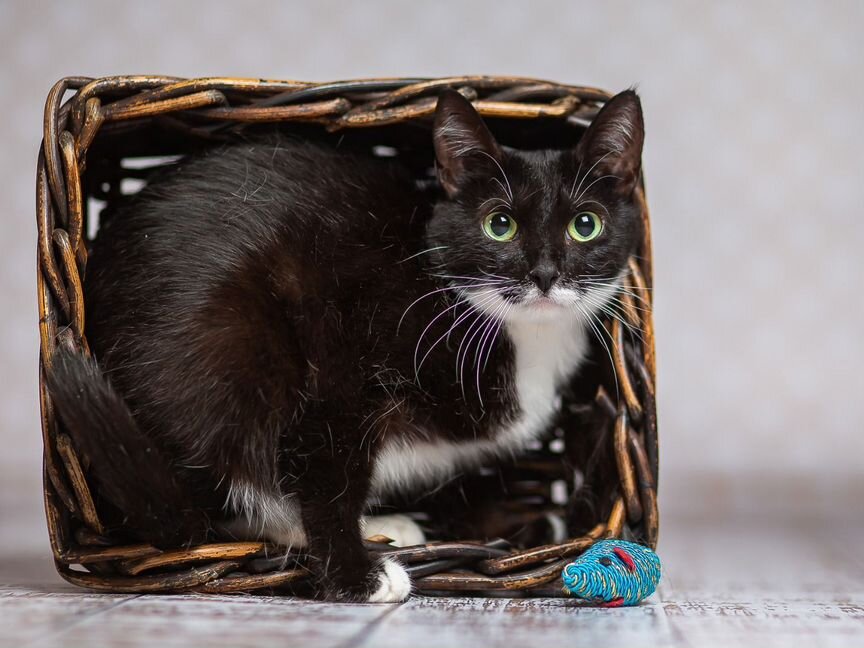 Кошка Боня ищет дом