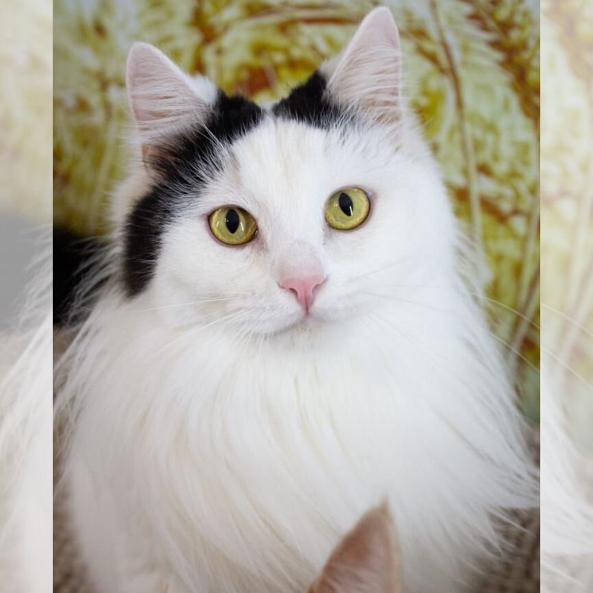 Кош