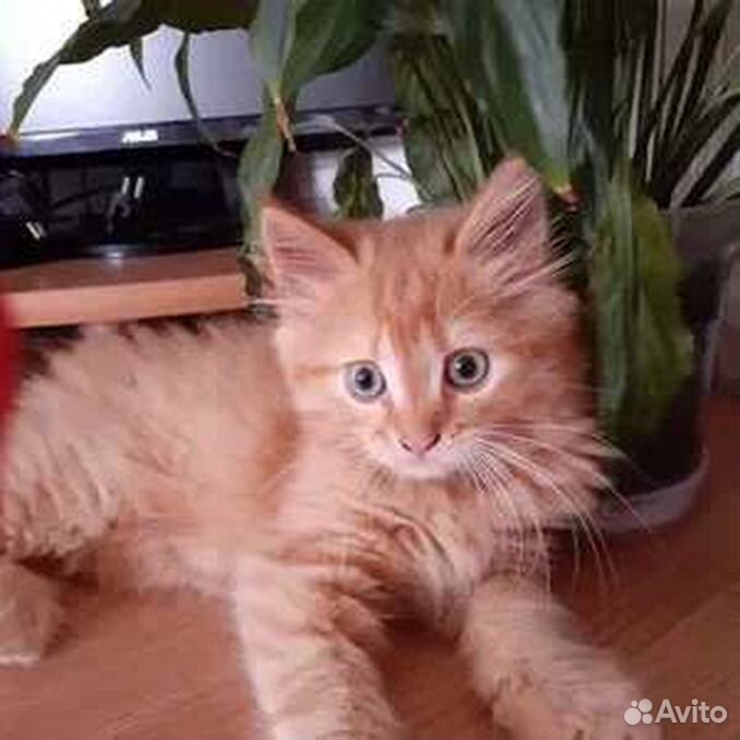 Сибирские рыжульки