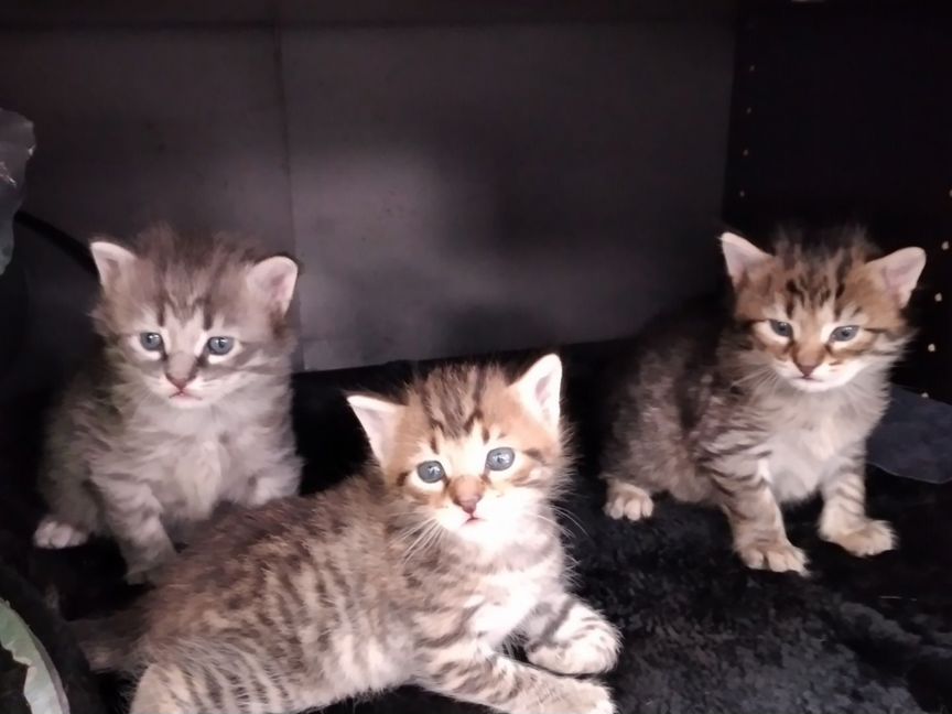 Котики мальчики