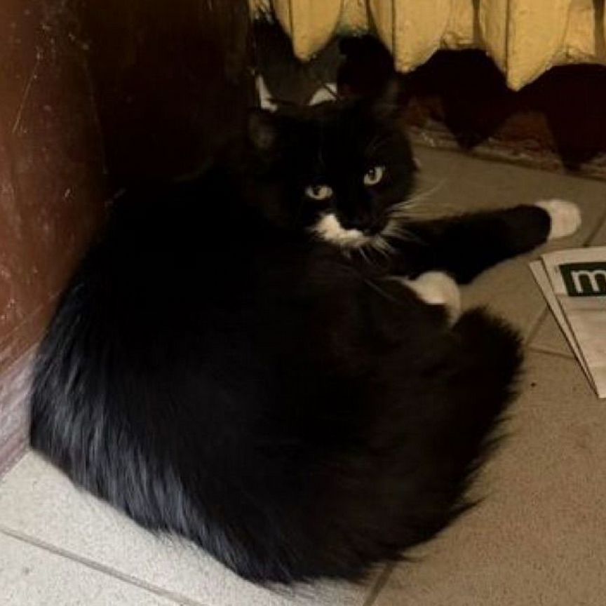 Взрослый кот в добрые руки