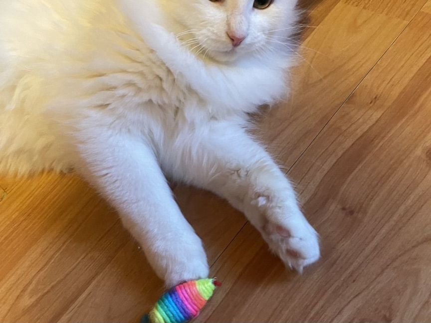 Котенок в добрые руки