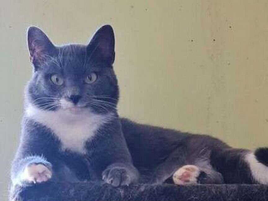 Котик красавчик Боб 7месяцев